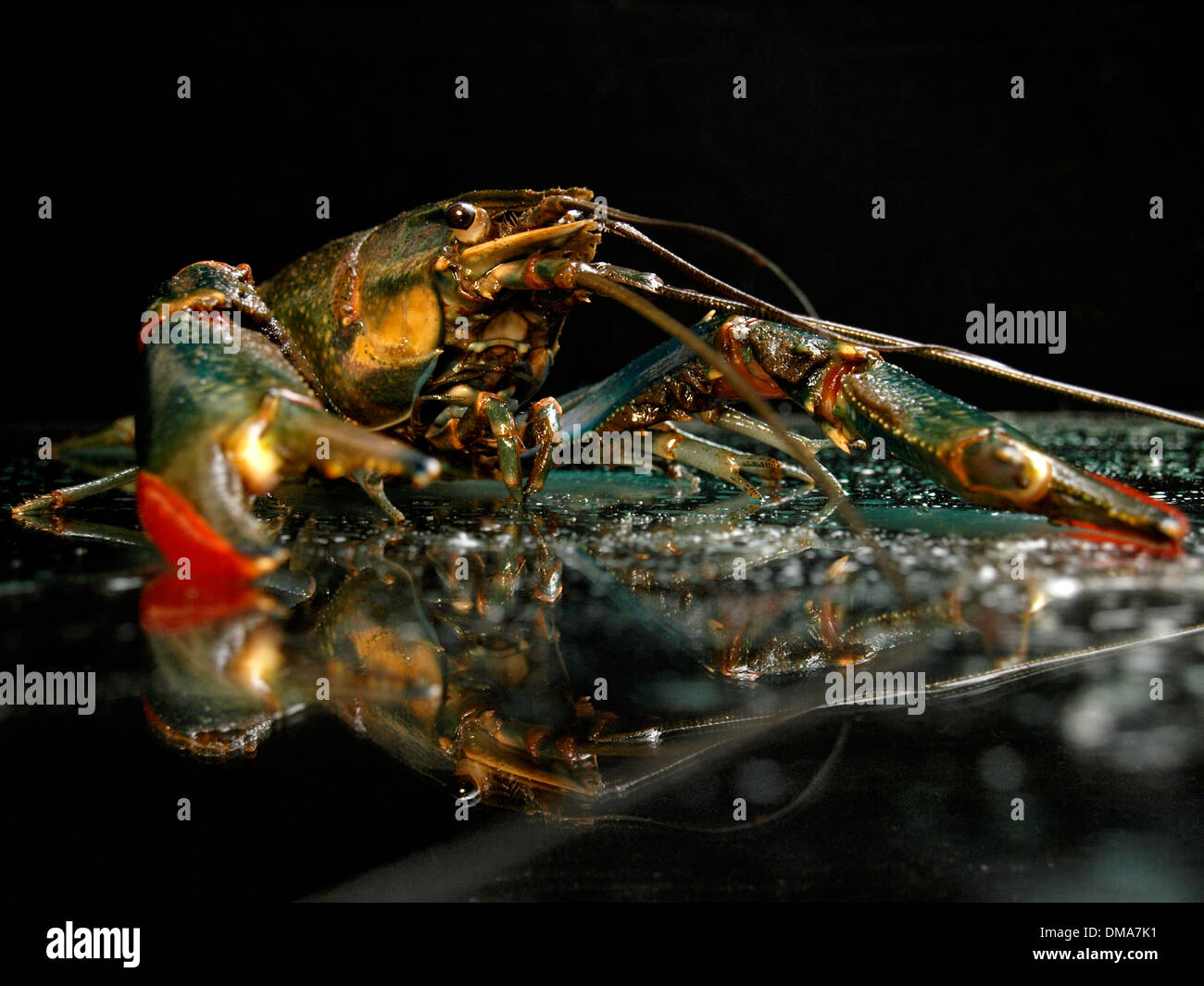 Blue Crayfish, Procambarus alleni, also called a Blue Lobster Stock ...