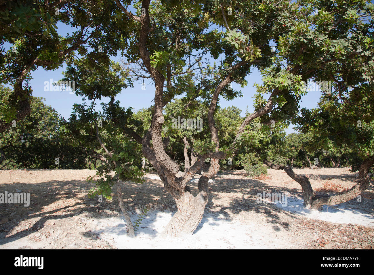 mastic tree, island of chios, north east aegean sea, greece, europe ...