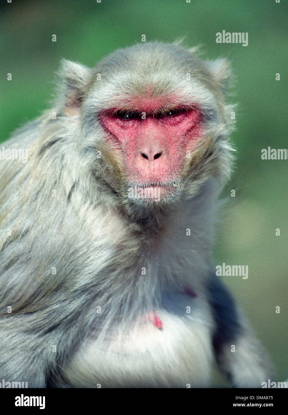 Monkey. Title:- "wot you looking at Stock Photo - Alamy
