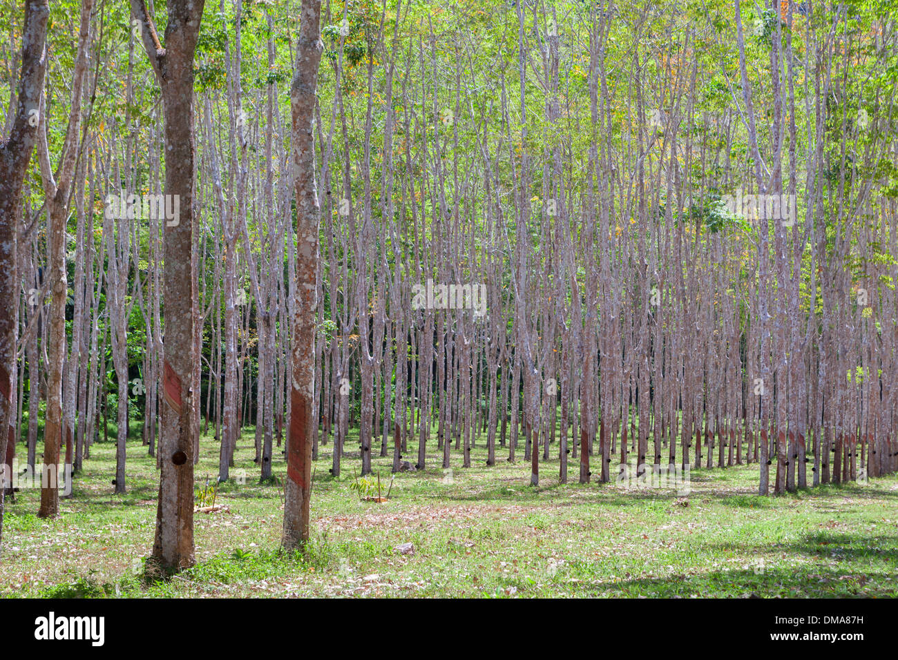 Rubber trees in thai hi-res stock photography and images - Alamy