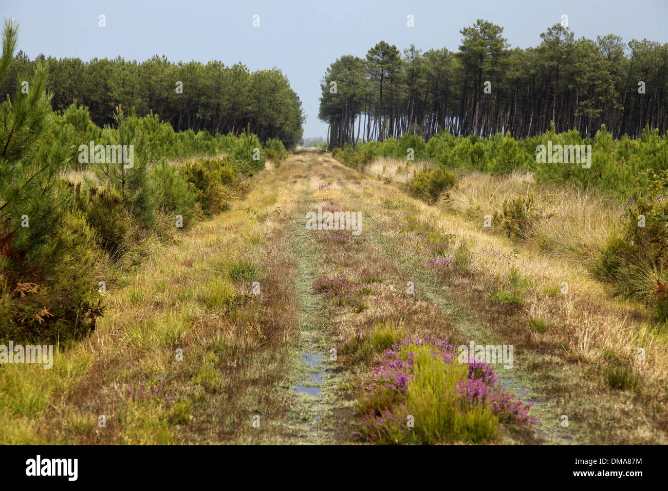 Surroundings of the city of Bordeaux: fire trail in a wood Stock Photo ...