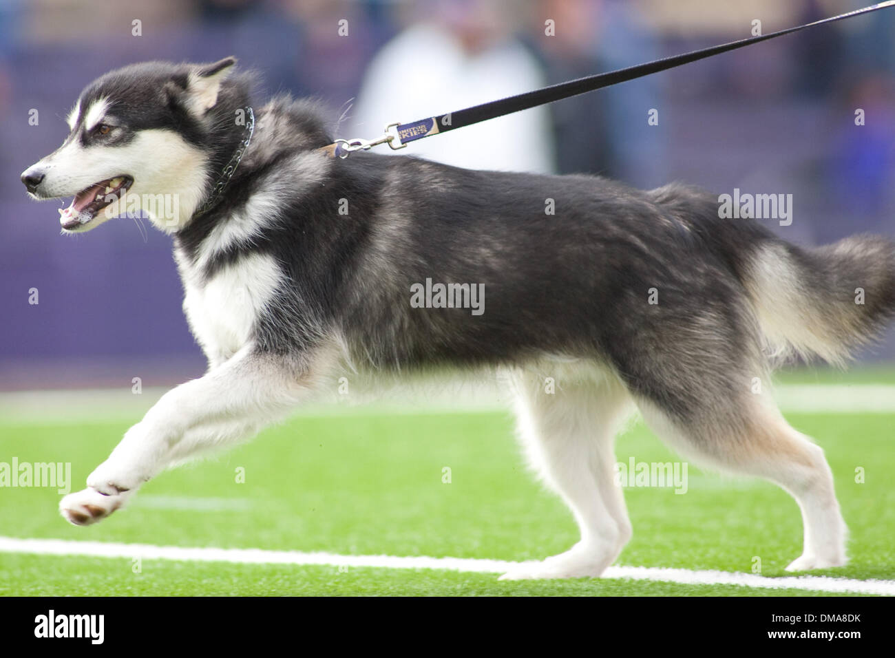 24 October 2009: Dubs, the Washington Huskies mascot before the game ...