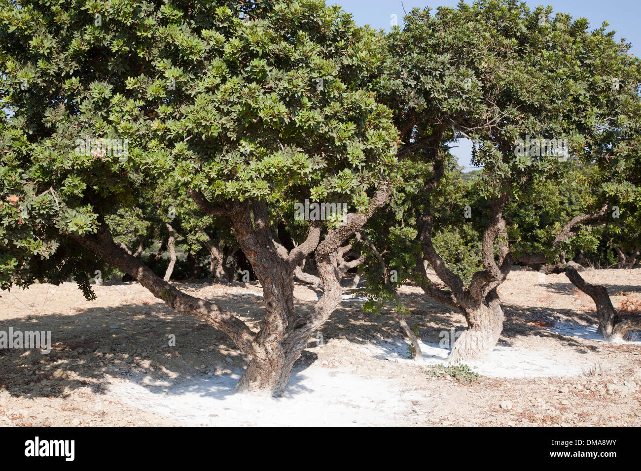 Mastic tree hi-res stock photography and images - Alamy