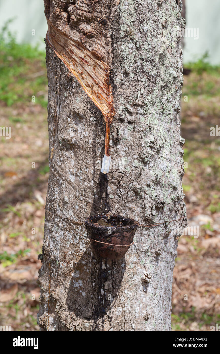 Latex sap dripping out of a tree in a rubber plantation, Thailand Stock ...
