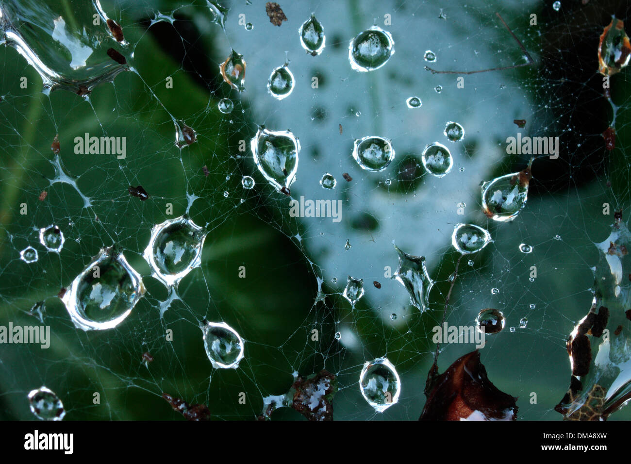 Frost h2o freshwater fresh macro photograph dewdrop hi-res stock ...