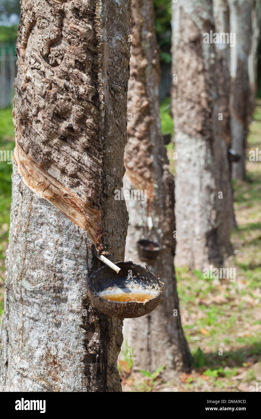 Latex sap dripping out of a tree in a rubber plantation, Thailand Stock ...