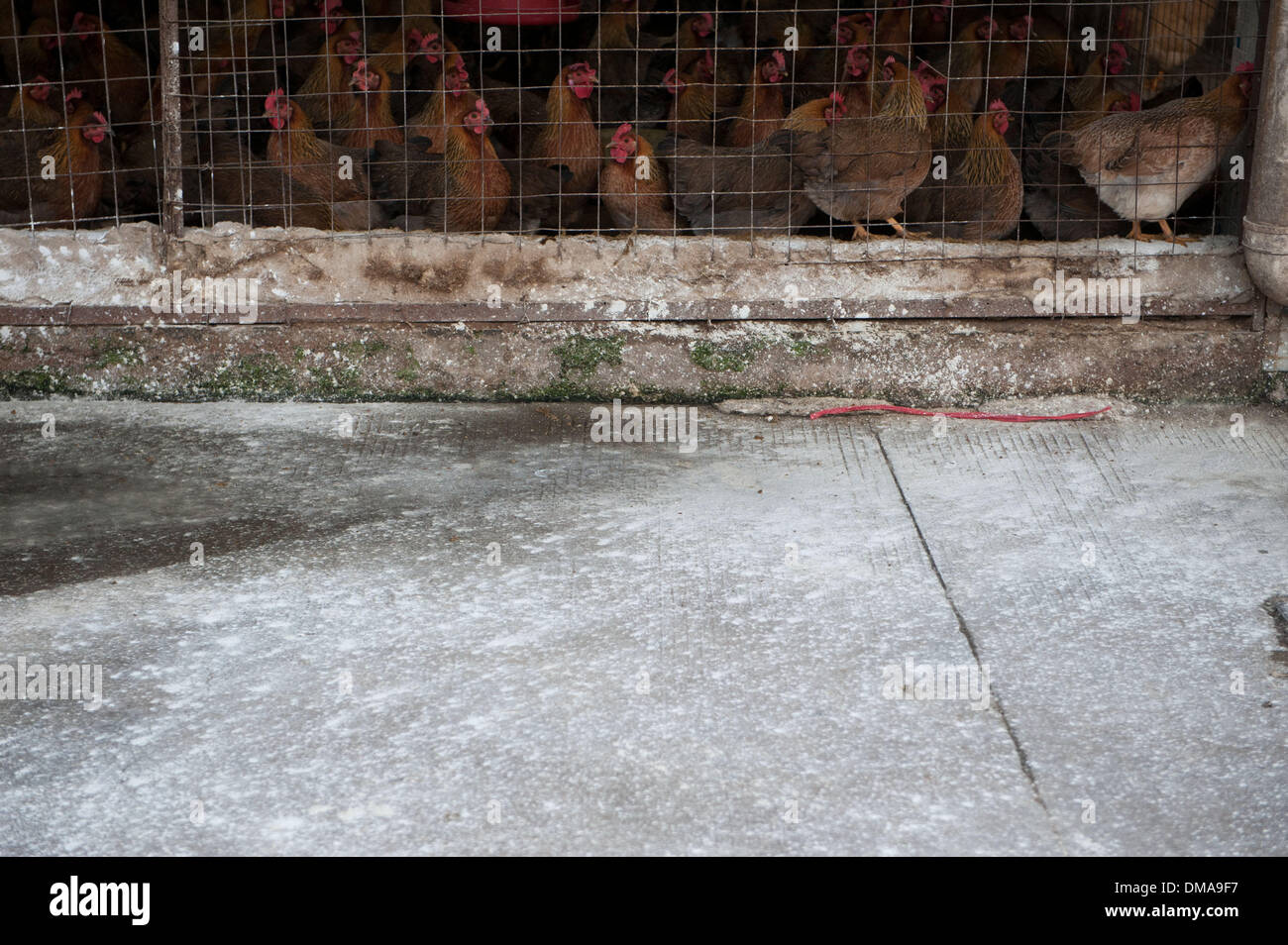 Chicken cages hi-res stock photography and images - Alamy