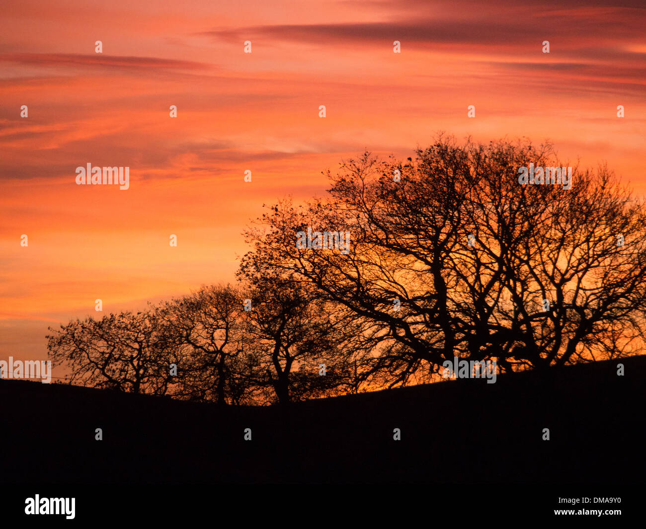 Sunset over trees and house roof Stock Photo - Alamy