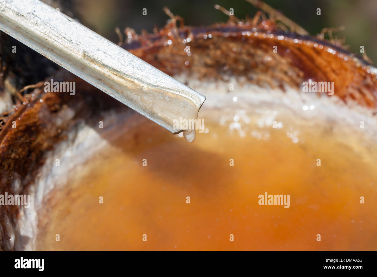 Dripping tree sap hi-res stock photography and images - Alamy