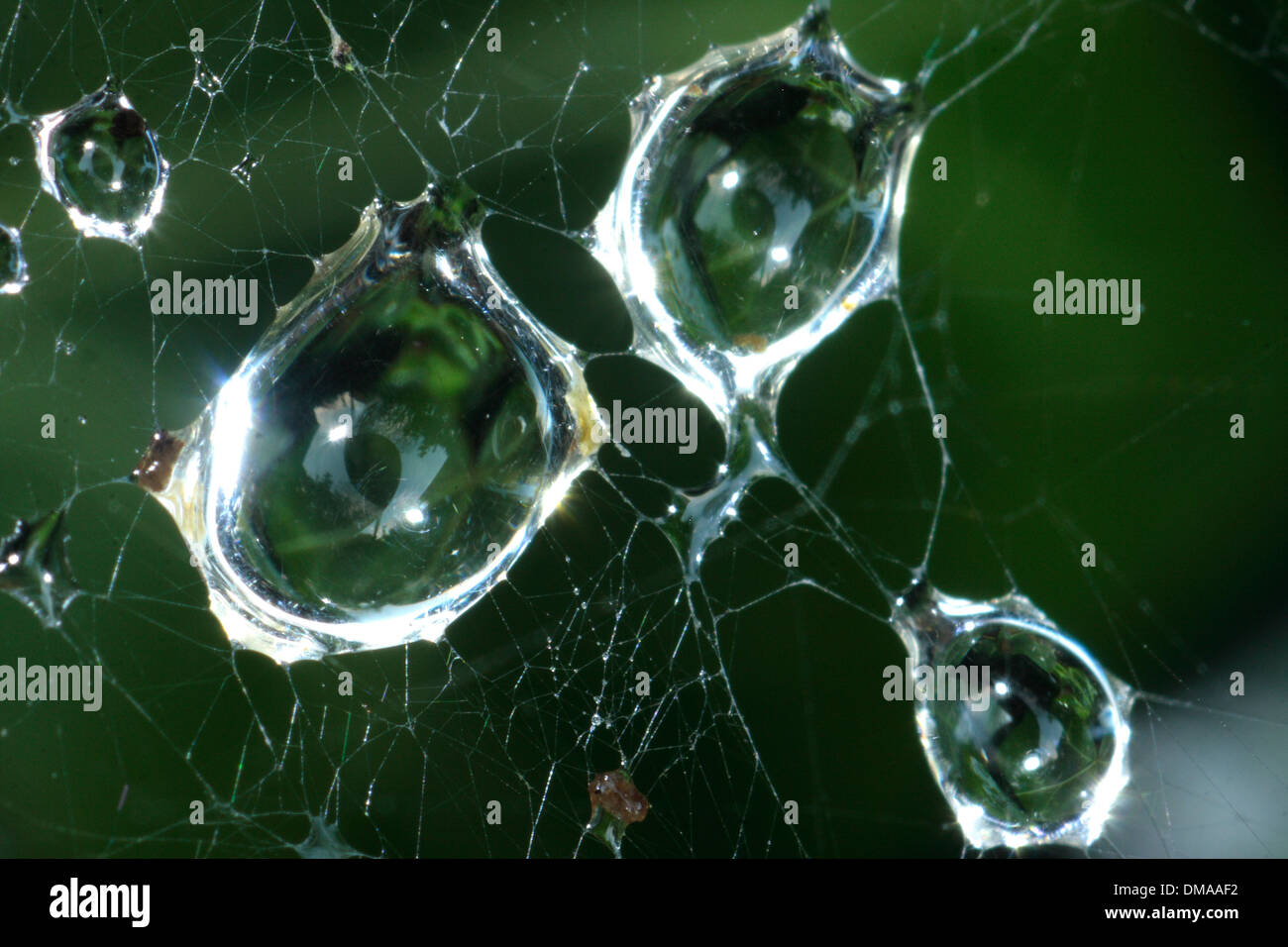 Frost h2o freshwater fresh macro photograph dewdrop hi-res stock ...