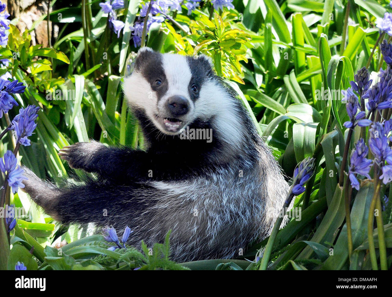 Badger hi-res stock photography and images - Alamy