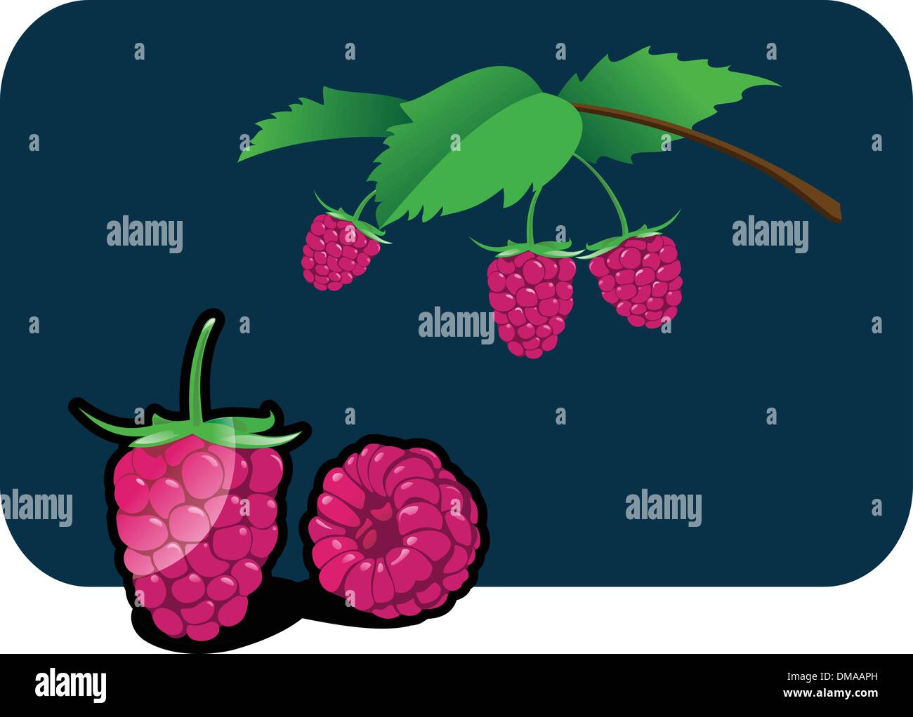 Plant of raspberry Stock Vector Images - Alamy