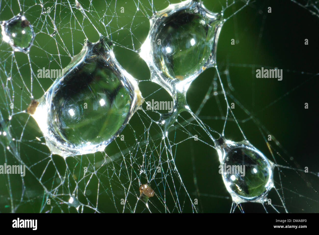 Frost h2o freshwater fresh macro photograph dewdrop hi-res stock ...