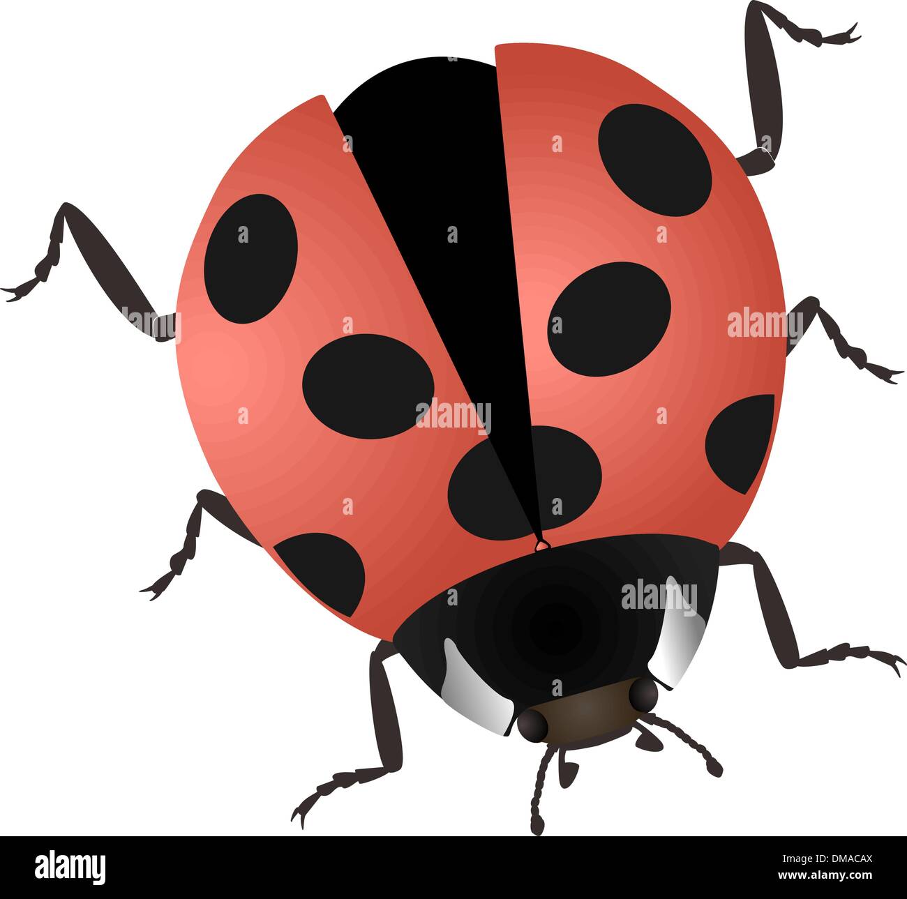 illustration of a ladybug isolated on white Stock Vector Image & Art ...