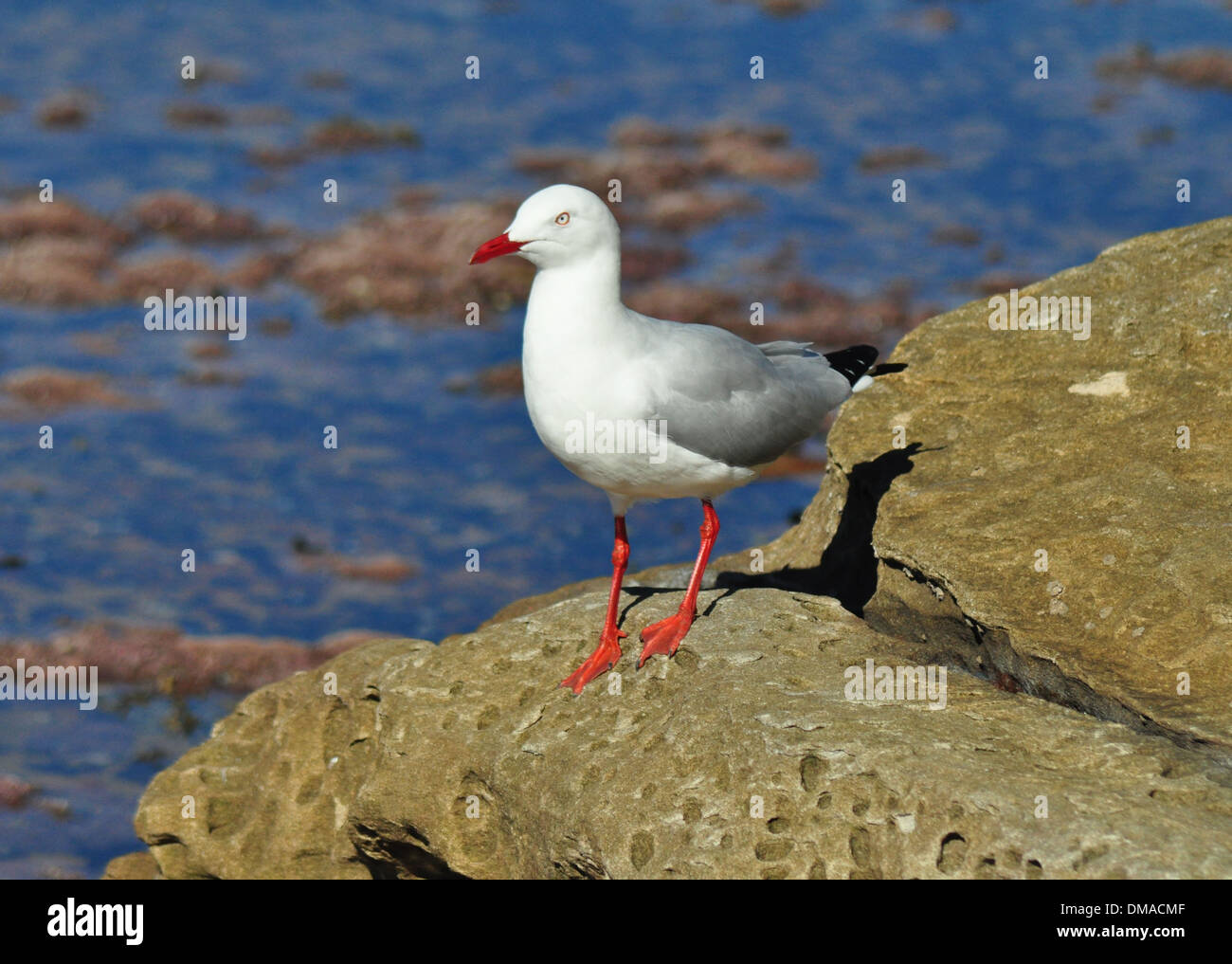 A seagull in Dee Why Beach, Sydney, Australia Stock Photo - Alamy
