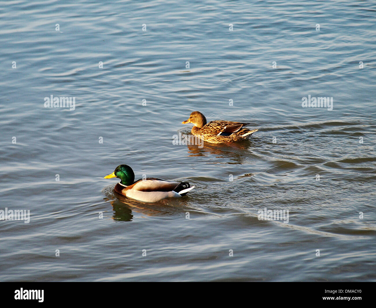 Pair of ducks hi-res stock photography and images - Alamy