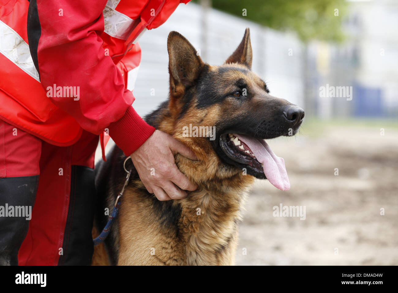 Cher: SDIS 18, dog team at the Cher departement fire and rescue service ...