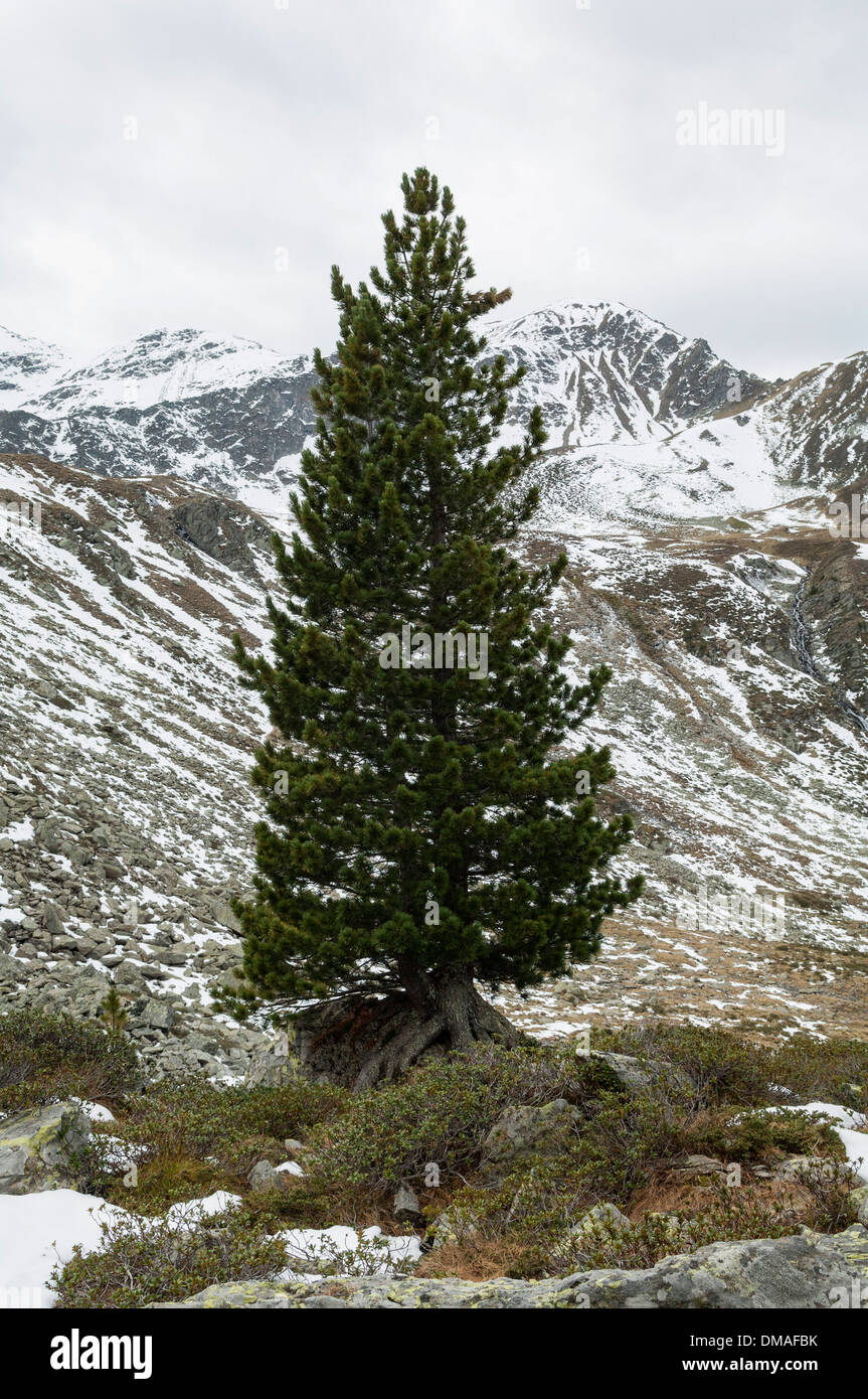 Mountain Pine in the Austrian Alps Stock Photo - Alamy