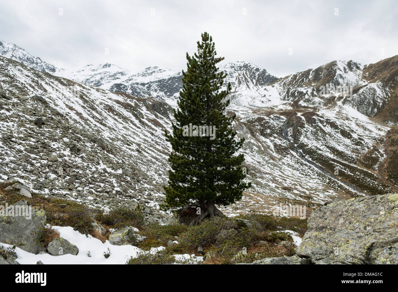 Mountain Pine in the Austrian Alps Stock Photo - Alamy