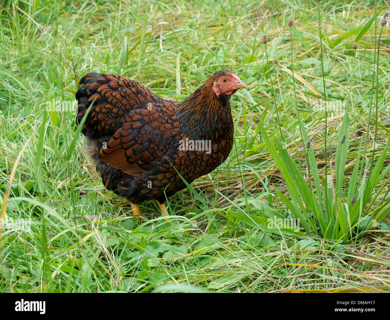 Gold laced wyandotte hi-res stock photography and images - Alamy