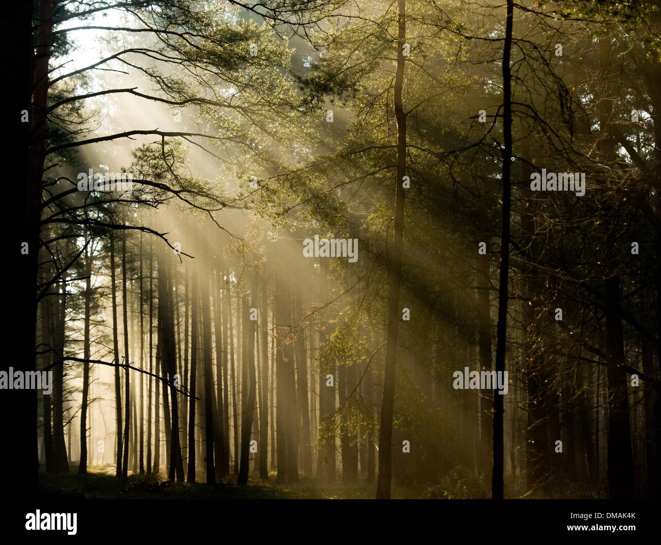 Briesen, Germany. 13th Dec, 2013. The midday sun shines through the ...