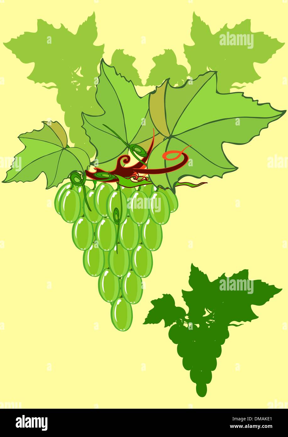 Grapevine illustration hi-res stock photography and images - Alamy