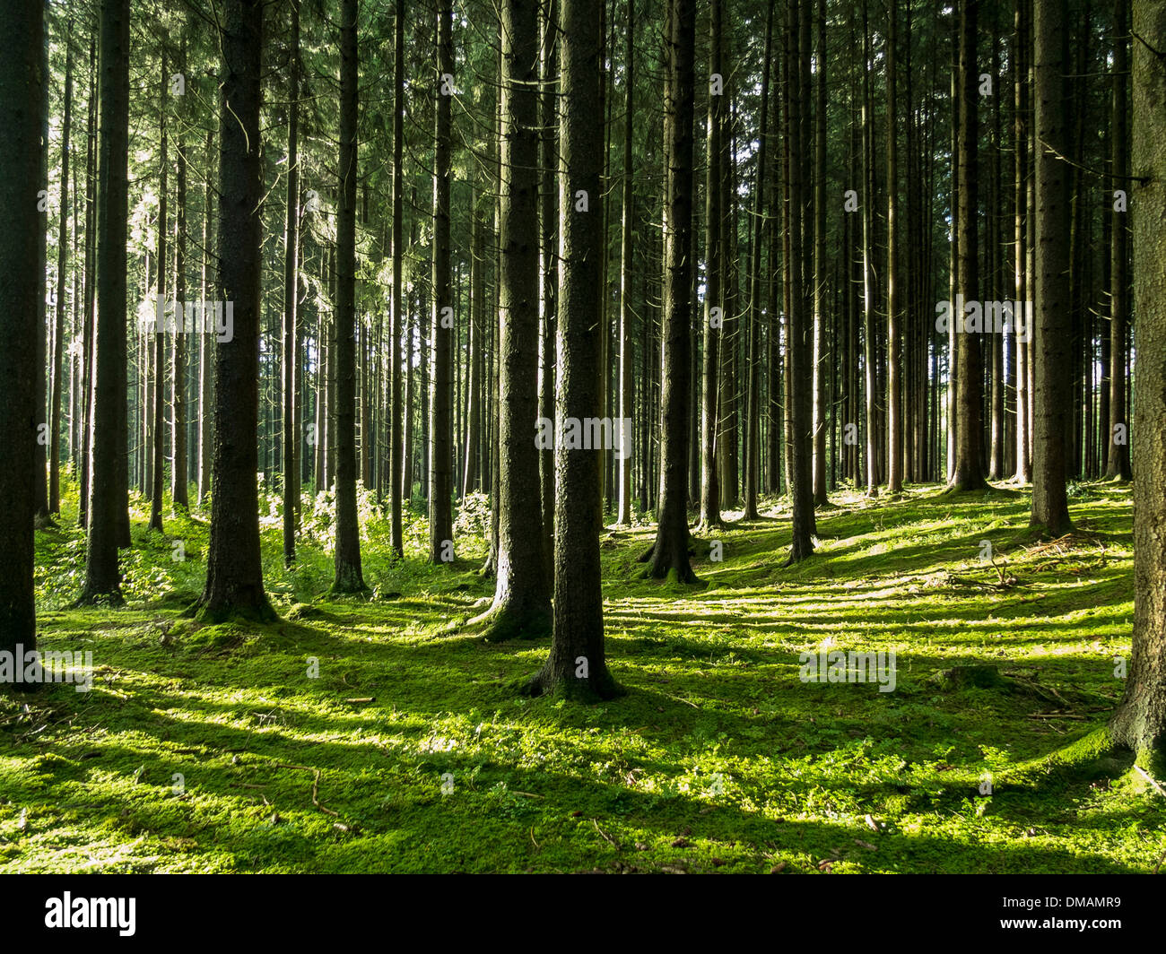Spruce Forest in Bavaria, Germany Stock Photo - Alamy