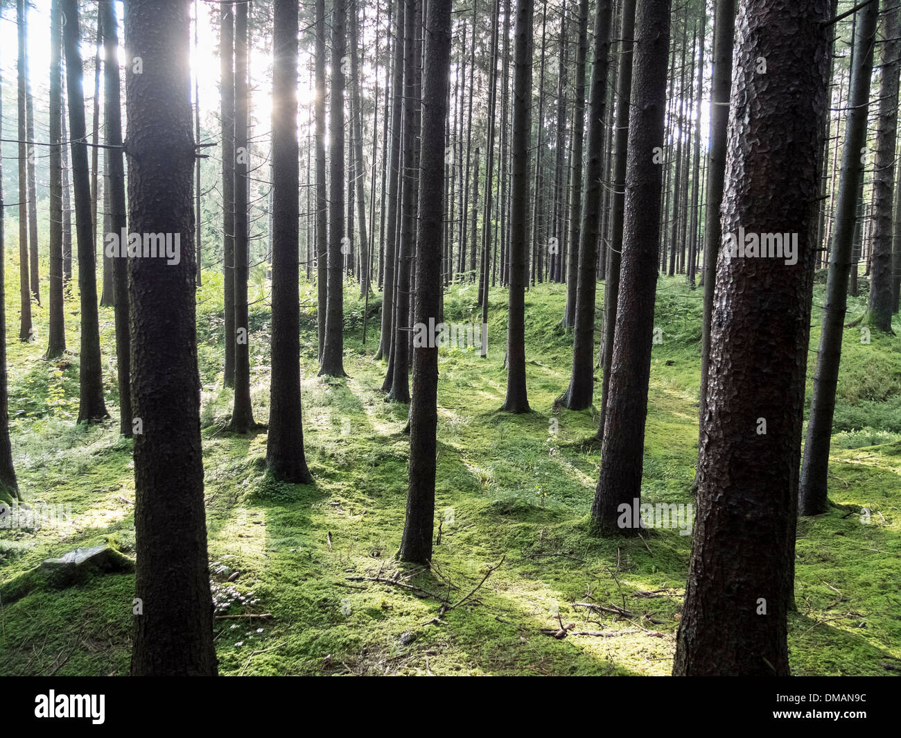 Landscape green spruce forest hi-res stock photography and images - Alamy