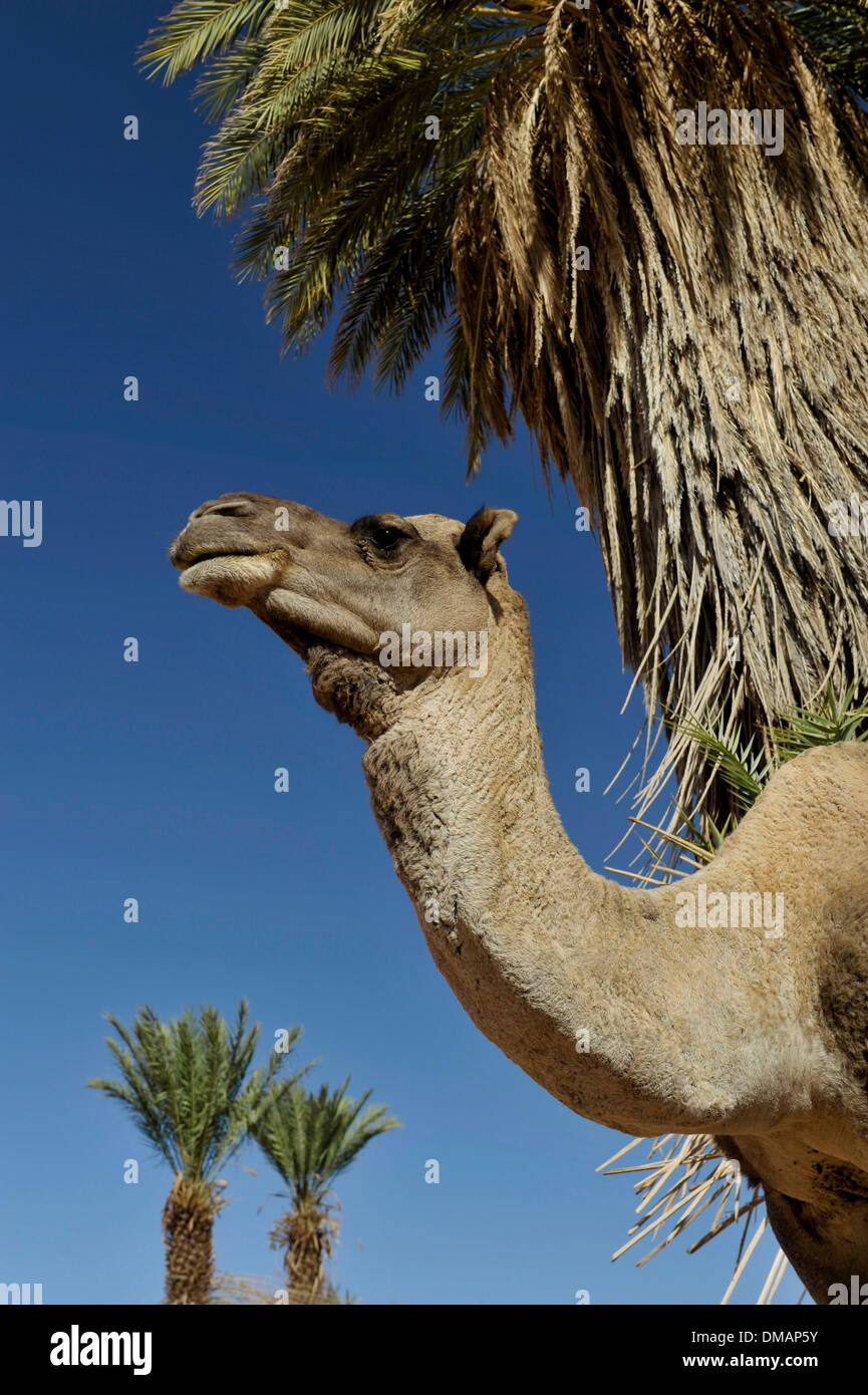 Camel resting at oasis, Erg Chigaga, Sahara Desert, Morocco, Africa ...