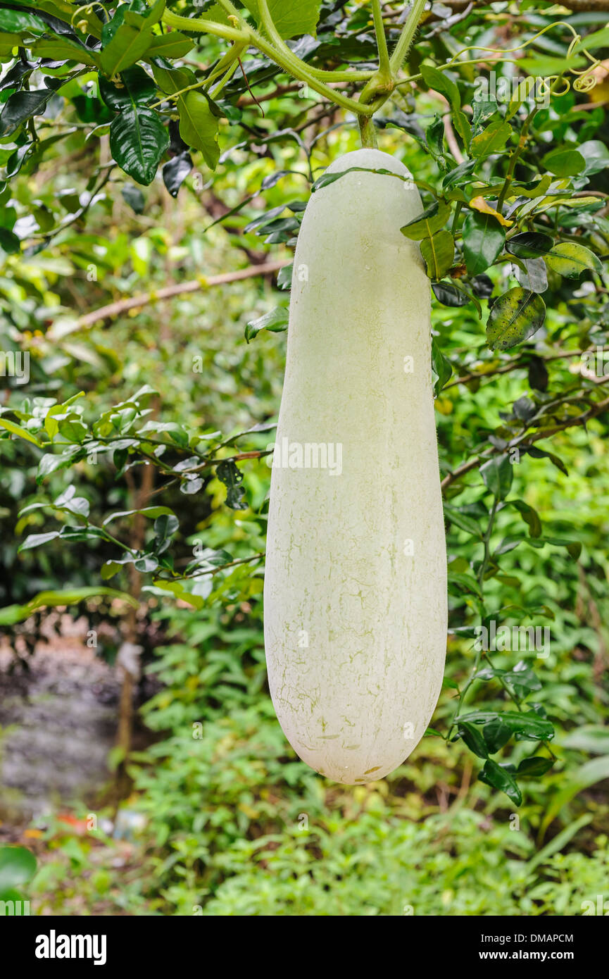 Winter melon hi-res stock photography and images - Alamy