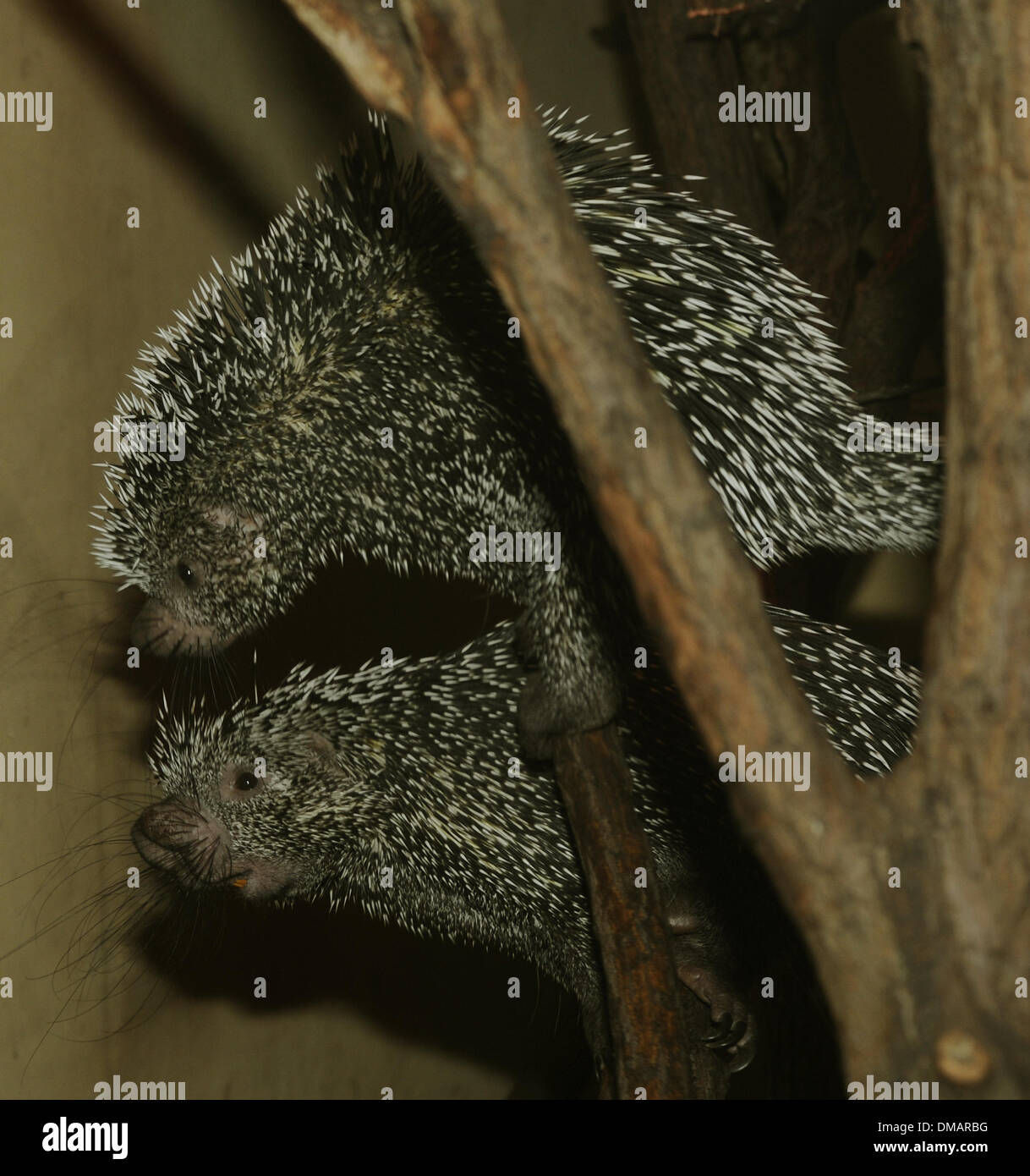 Coendou High Resolution Stock Photography and Images - Alamy