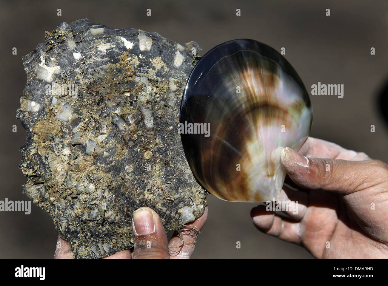 Papeete (Tahiti, French Polynesia): Workshop where pearl oysters are ...