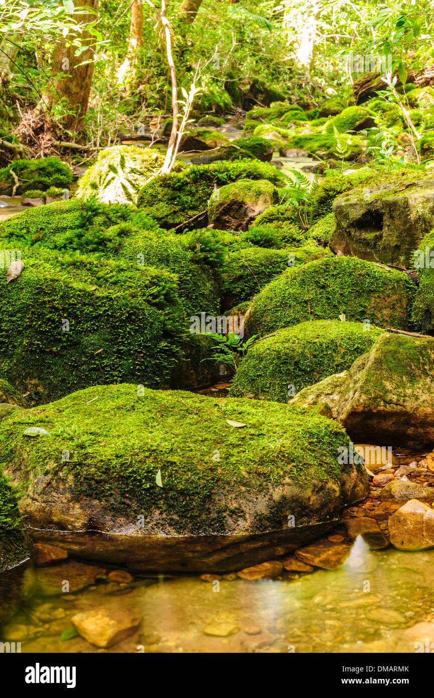 Tropical forest moss hi-res stock photography and images - Alamy