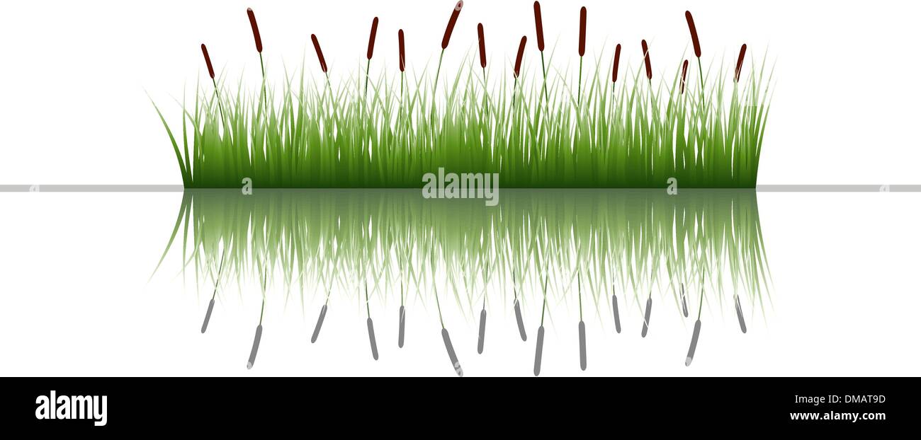 grass on water Stock Vector Image & Art - Alamy