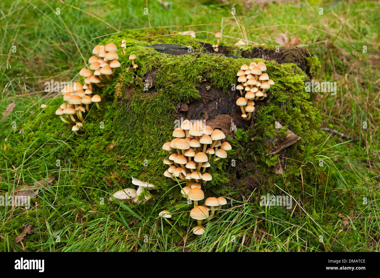 Mushrooms growing on tree stump hi-res stock photography and images - Alamy