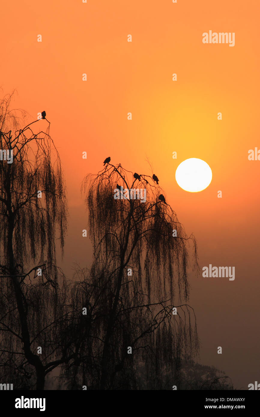 Silhouette of birds in a tree at sunrise Stock Photo - Alamy