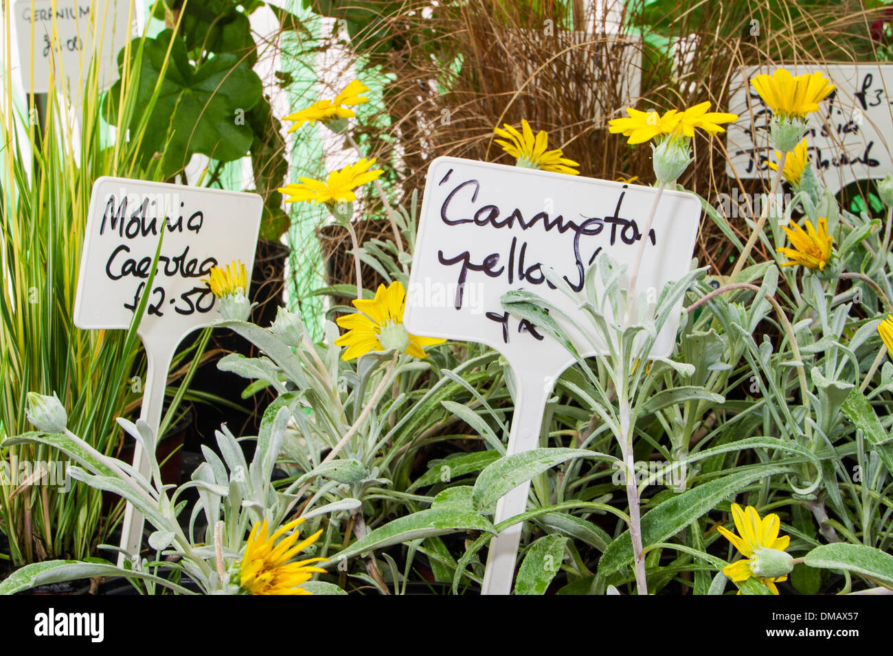 Kingsbridge market hi-res stock photography and images - Alamy