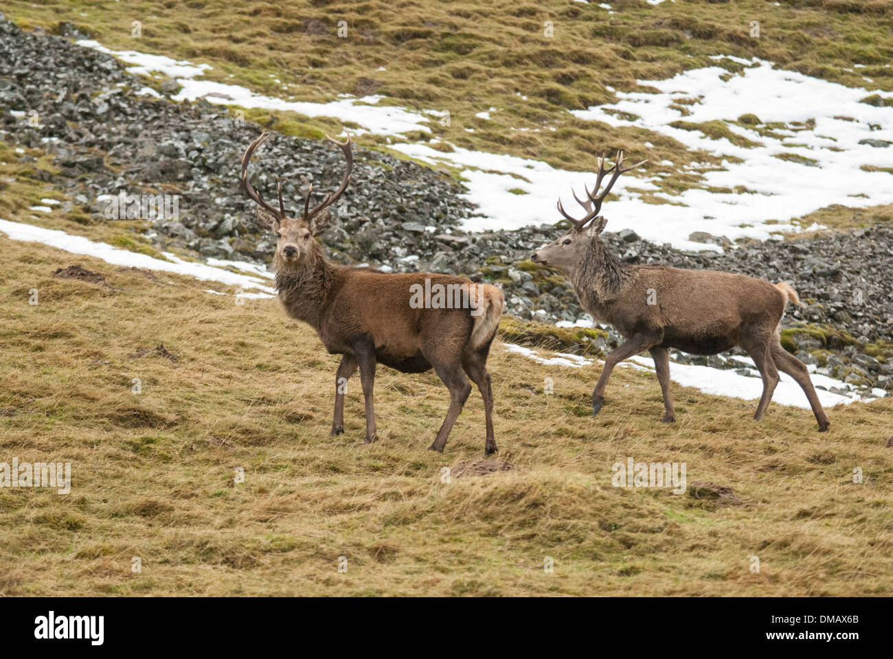 Two Stags on a Scottish hillside, in landscape Stock Photo - Alamy