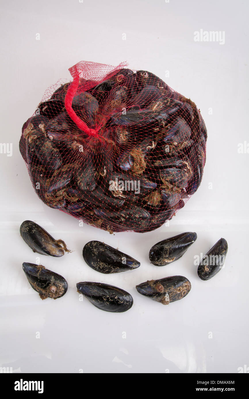 Clam shell raw food uncooked seafood eat product buy sell restaurants ...
