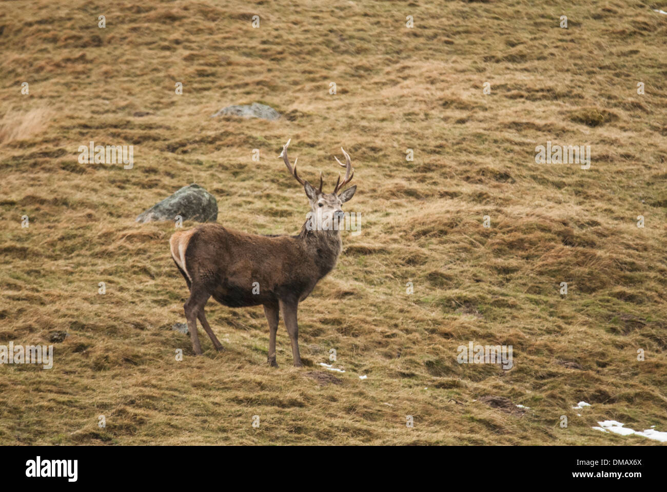 Scottish stag shooting hi-res stock photography and images - Alamy