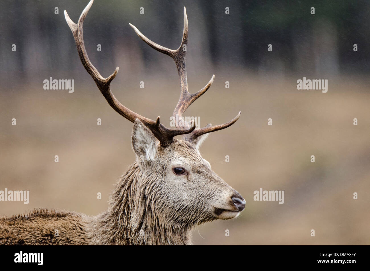 Head and neck showing antlers Stock Photo - Alamy