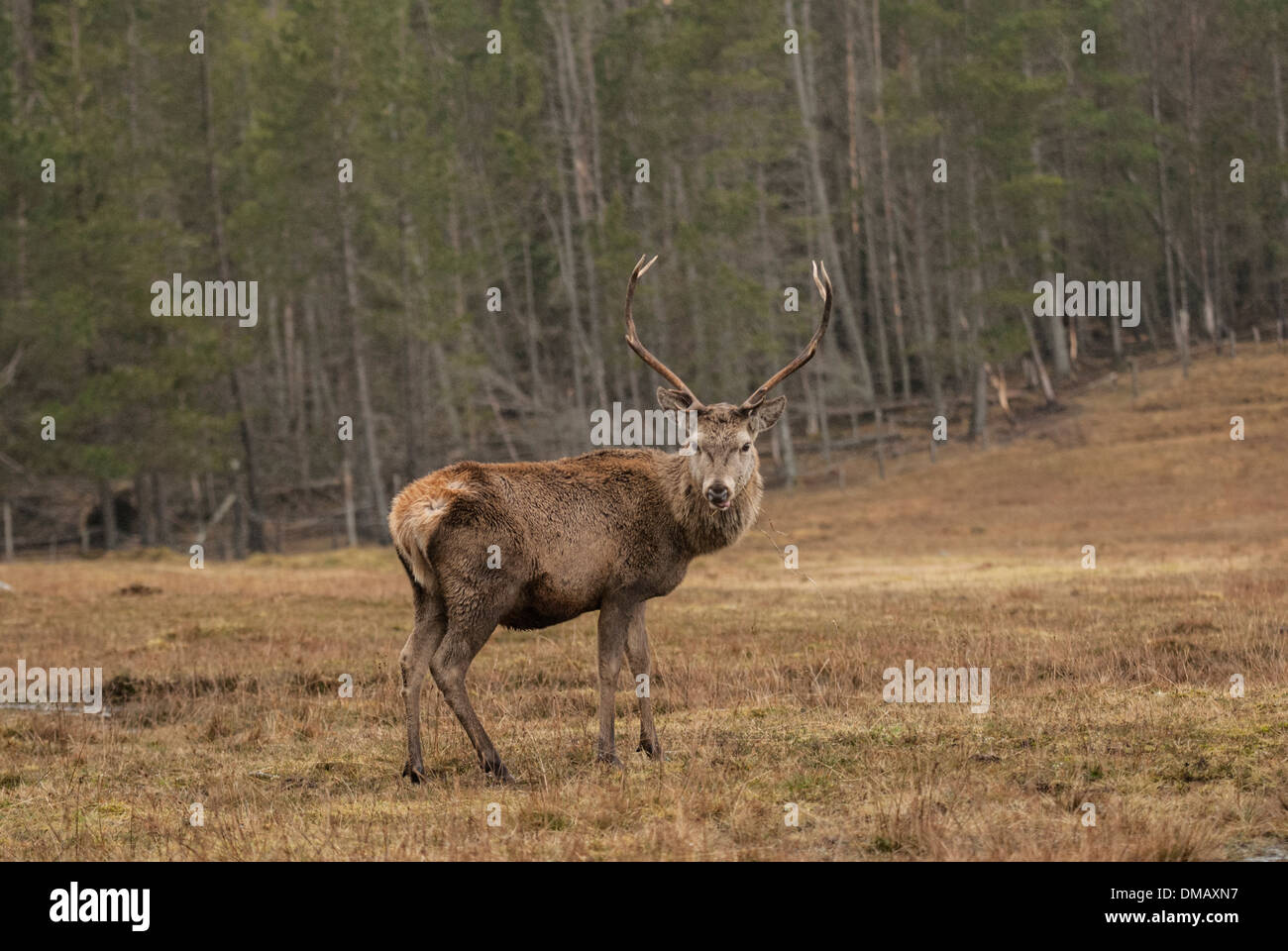 Single stag with woodland Stock Photo - Alamy