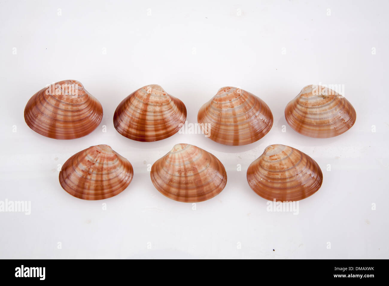 Clam shell raw food uncooked seafood eat product buy sell restaurants ...