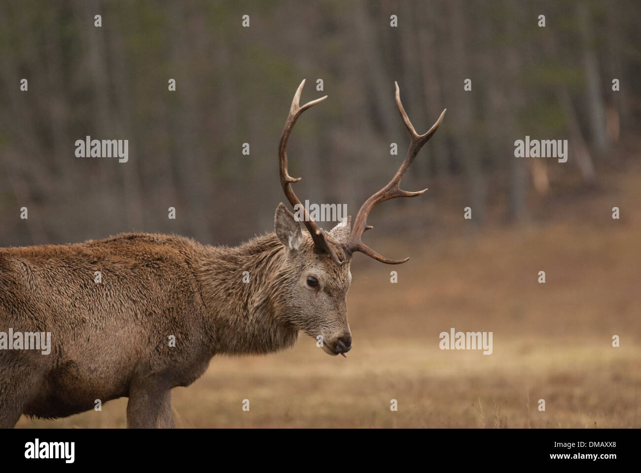 Head and neck showing antlers Stock Photo - Alamy