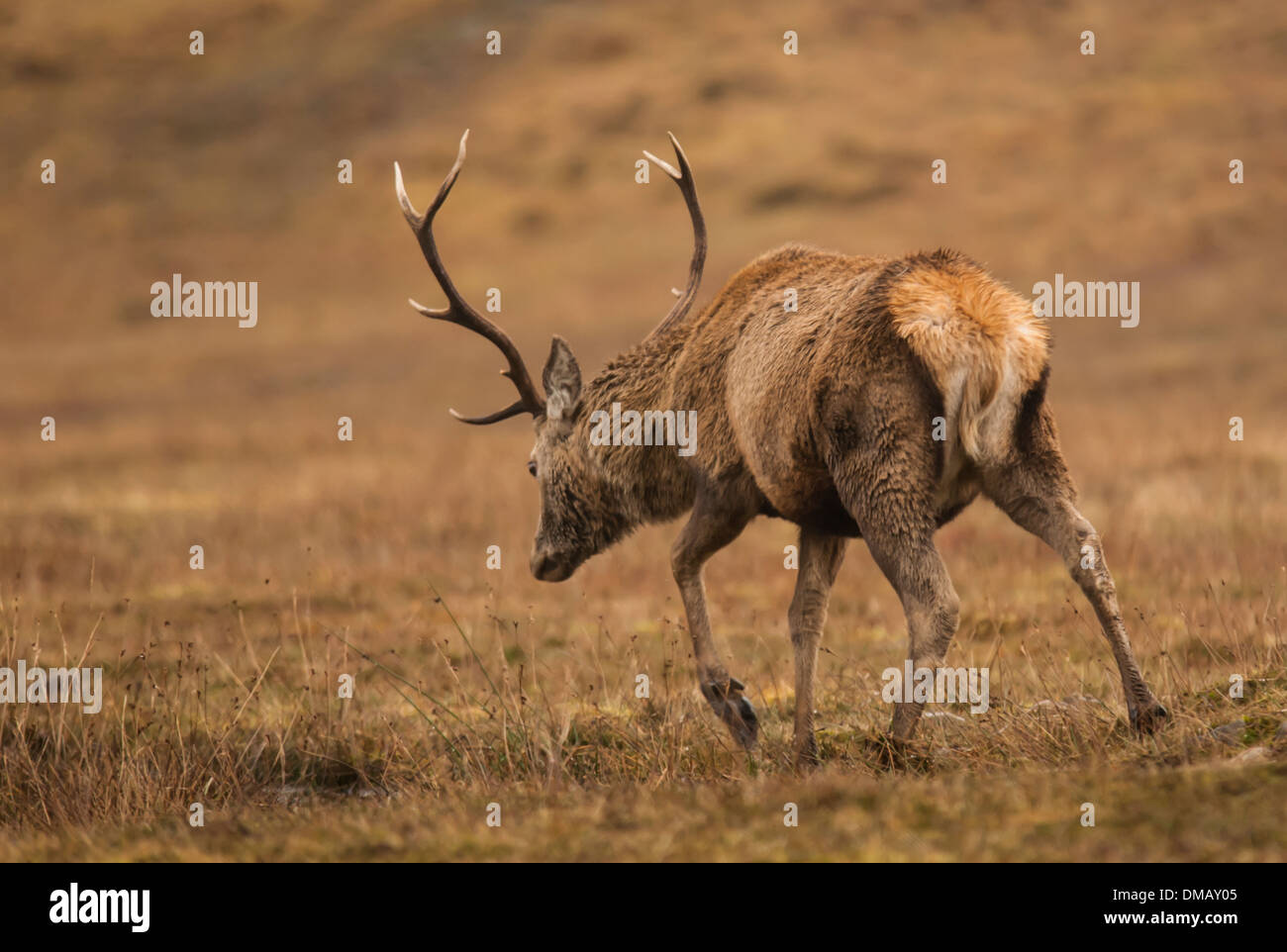 Stag walking away from camera Stock Photo - Alamy