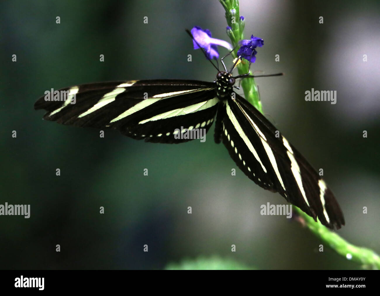 Zebra Longwing or Zebra Heliconian butterfly (Heliconius charithonia ...