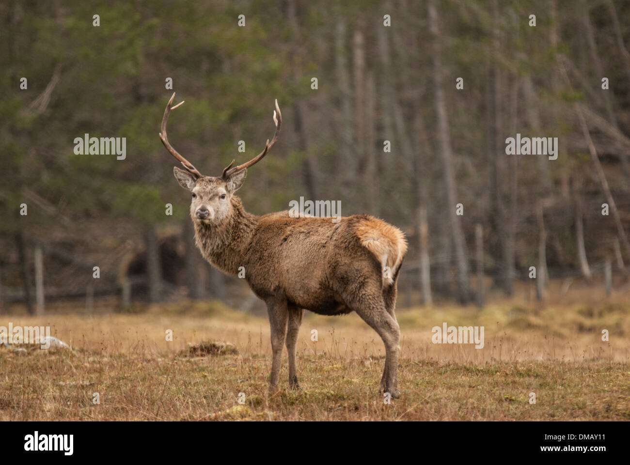Single Stag with antlers in landscape, with woodland behind Stock Photo ...