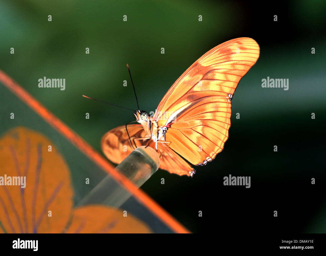 Close-up of the Orange Julia Longwing or Julia Butterfly (Dryas iulia ...