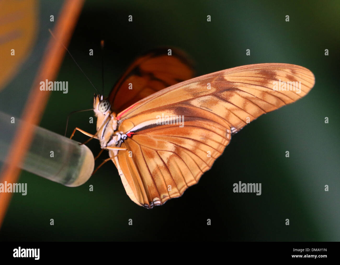 Close-up of the Orange Julia Longwing or Julia Butterfly (Dryas iulia ...