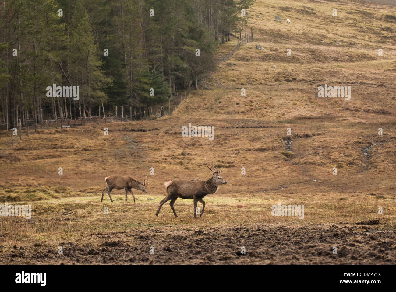 Two Stags with woodland behind Stock Photo - Alamy